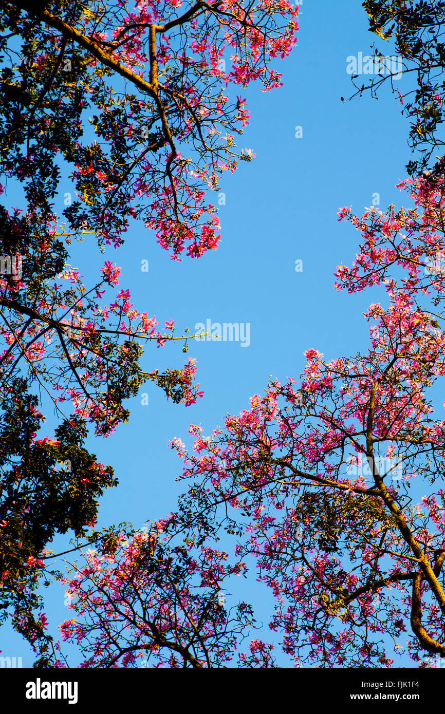 Silk Floss tree with pink flower Stock Photo - Alamy