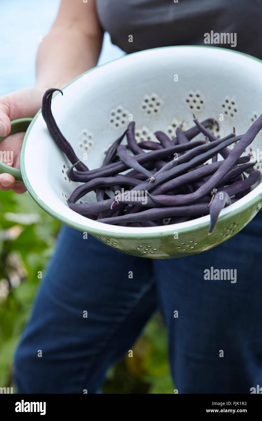 Purple beans hi-res stock photography and images - Alamy