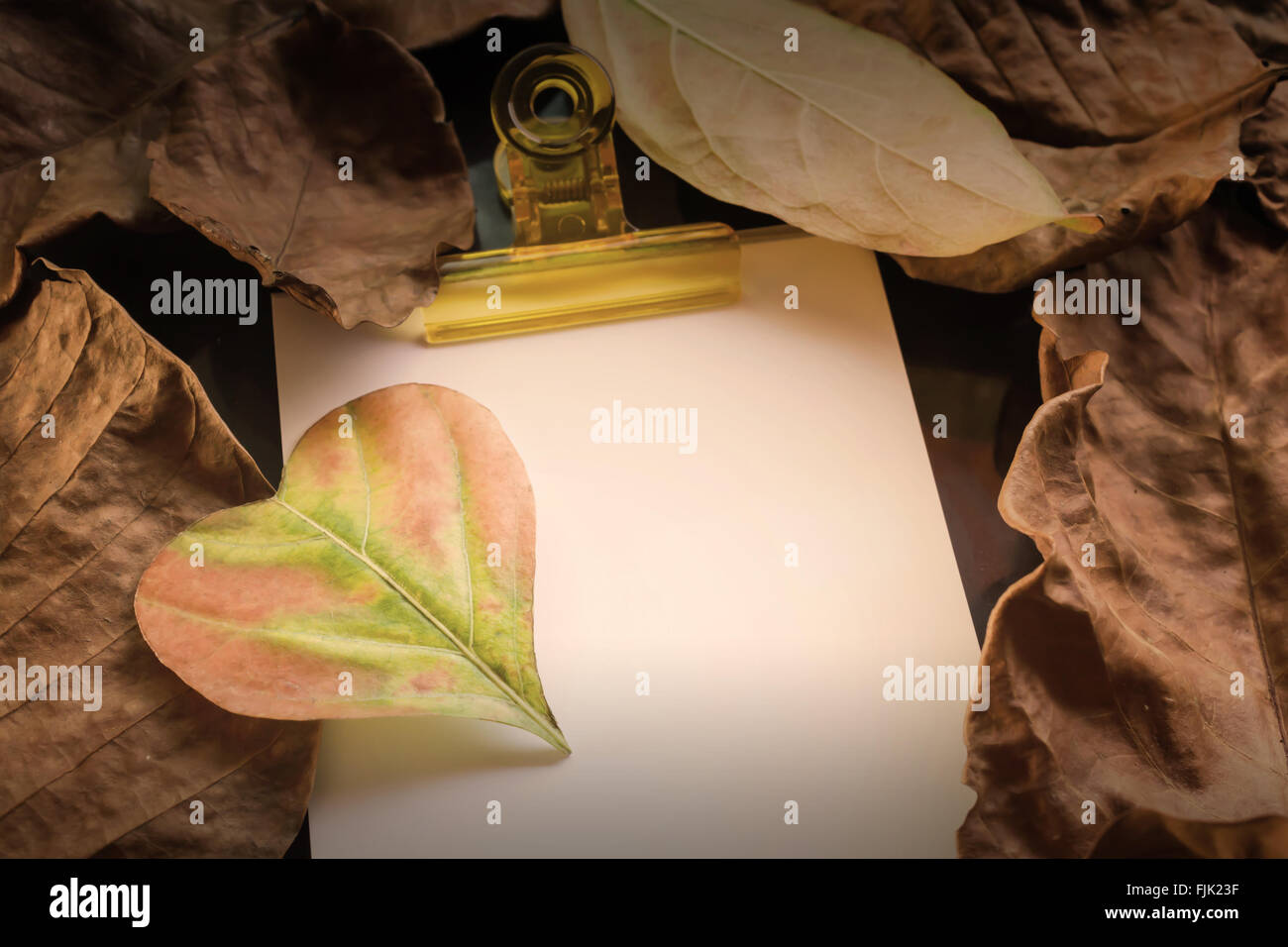 Blank leaf hi-res stock photography and images - Alamy