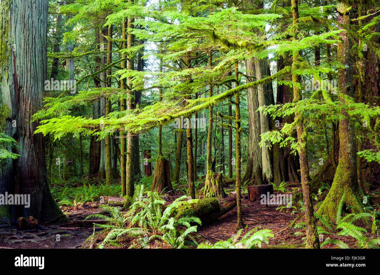Cathedral Grove located in MacMillan Provincial Park, Vancouver Island ...