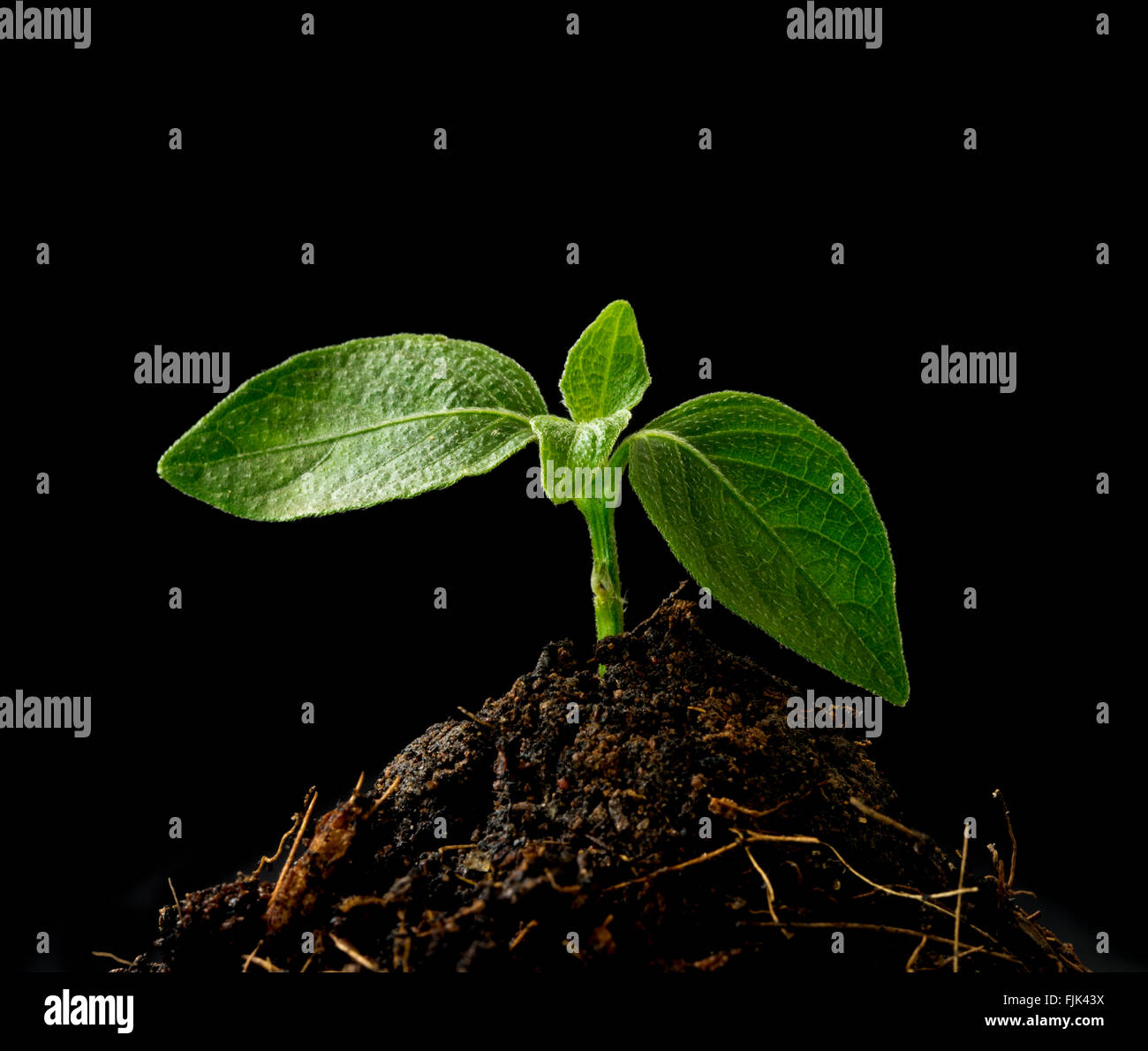 Small tree are sprouting from the ground on a black background . growth ...