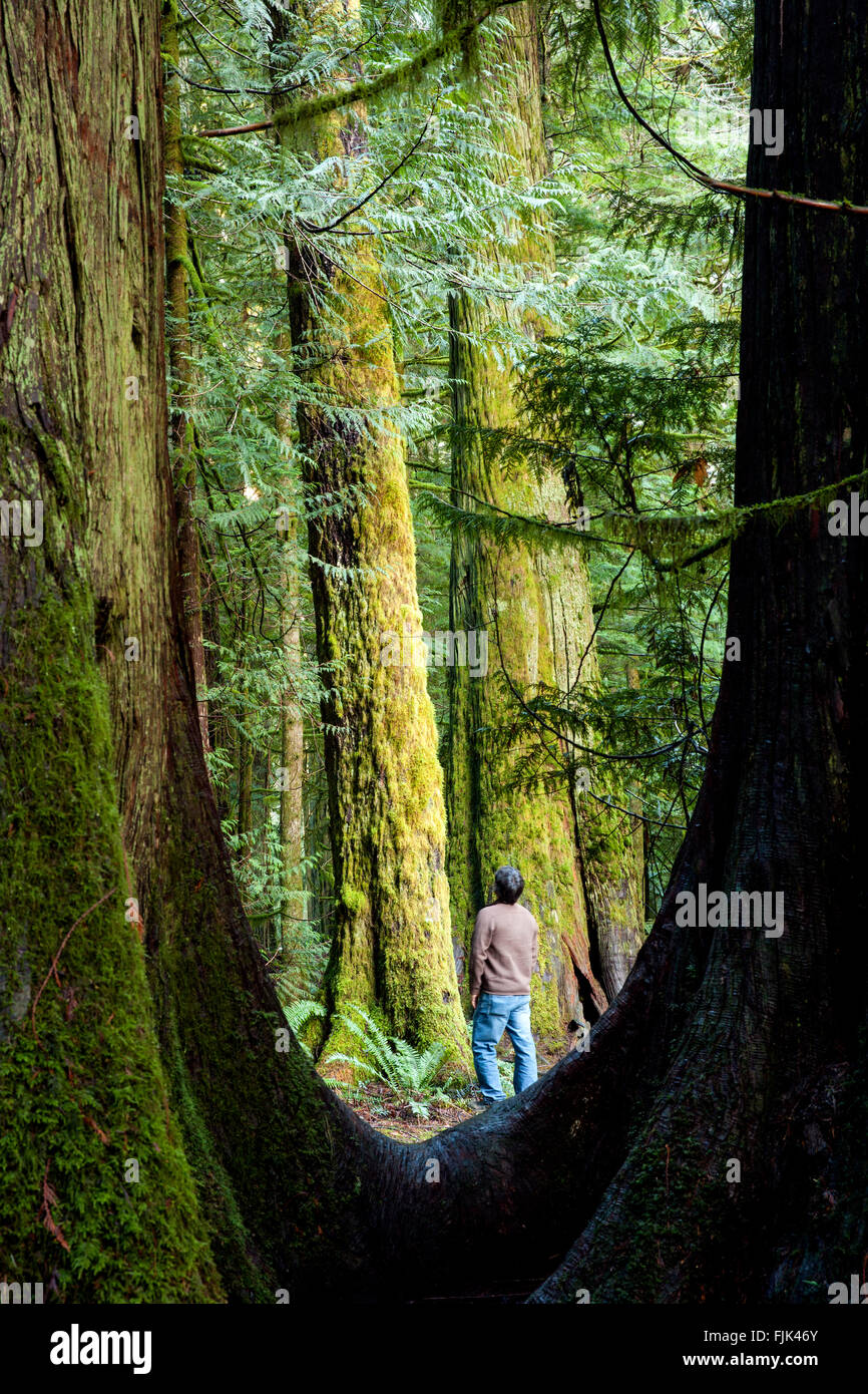 Hiker in Cathedral Grove located in MacMillan Provincial Park ...