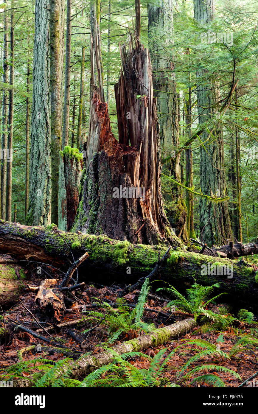 Cathedral Grove located in MacMillan Provincial Park, Vancouver Island ...