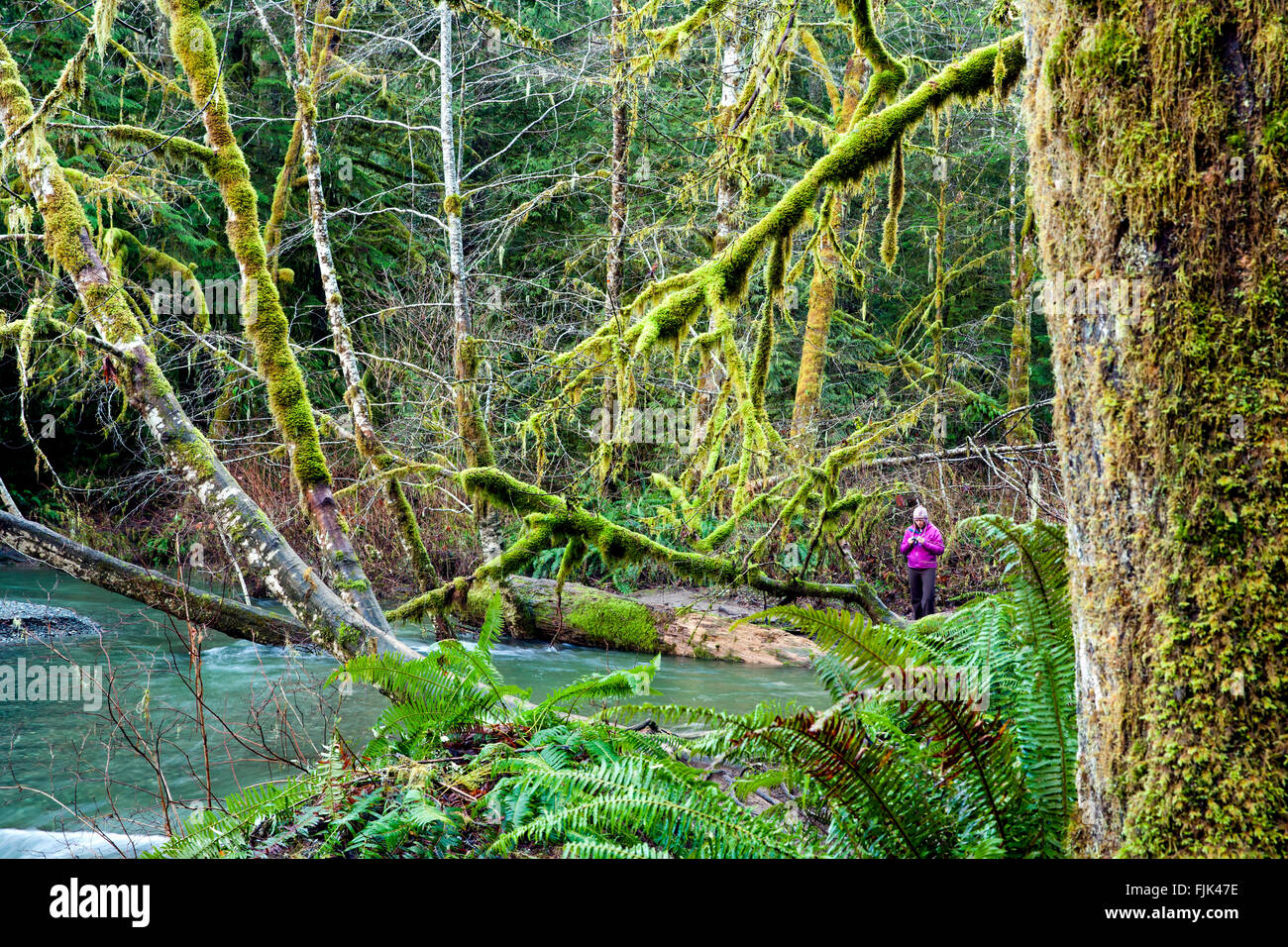 Cathedral Grove located in MacMillan Provincial Park, Vancouver Island ...