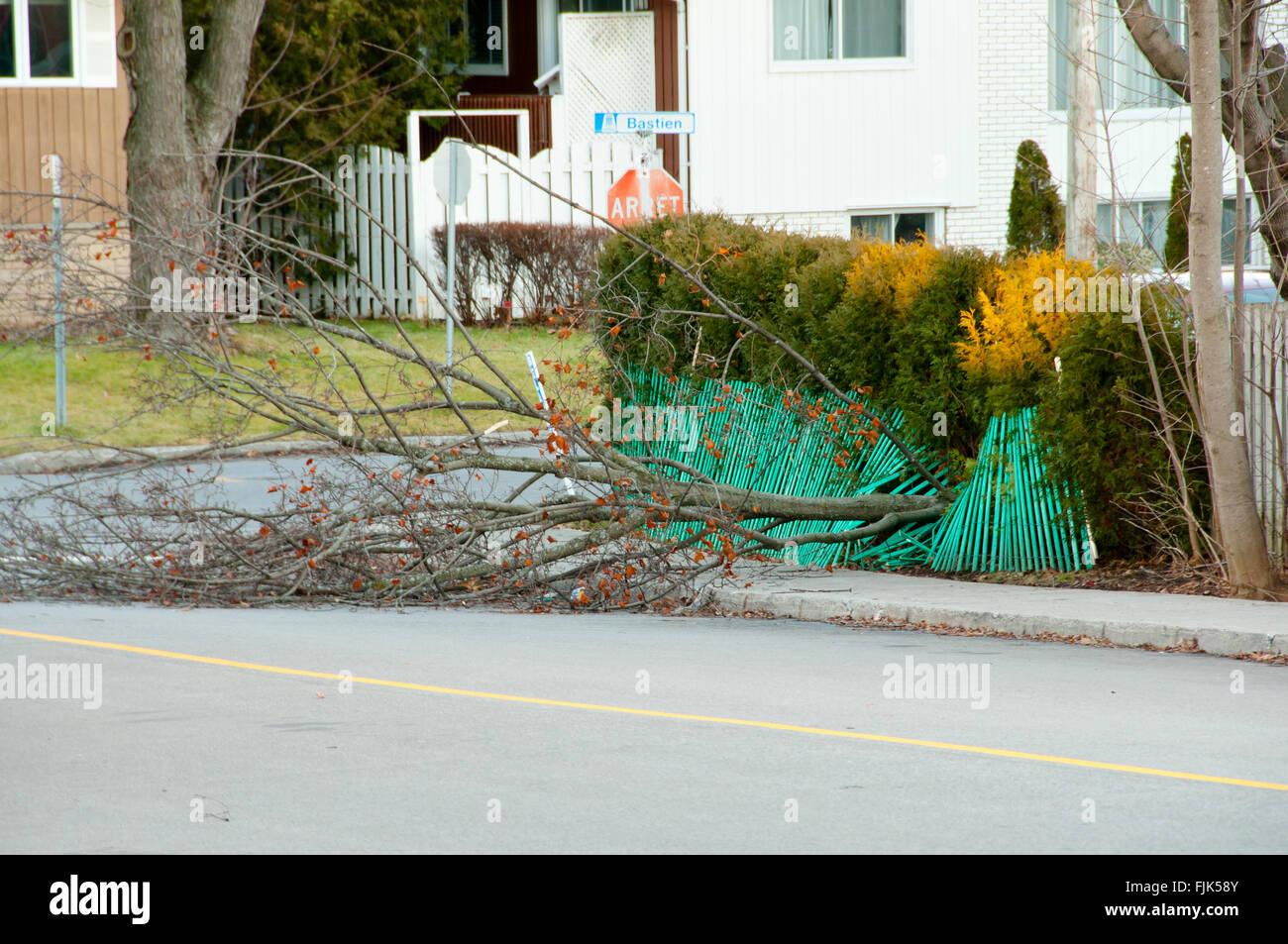 Windblown Fallen Tree Stock Photo - Alamy