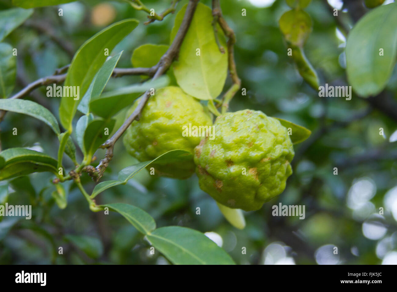 Combawa fruit or lime kaffir Stock Photo - Alamy
