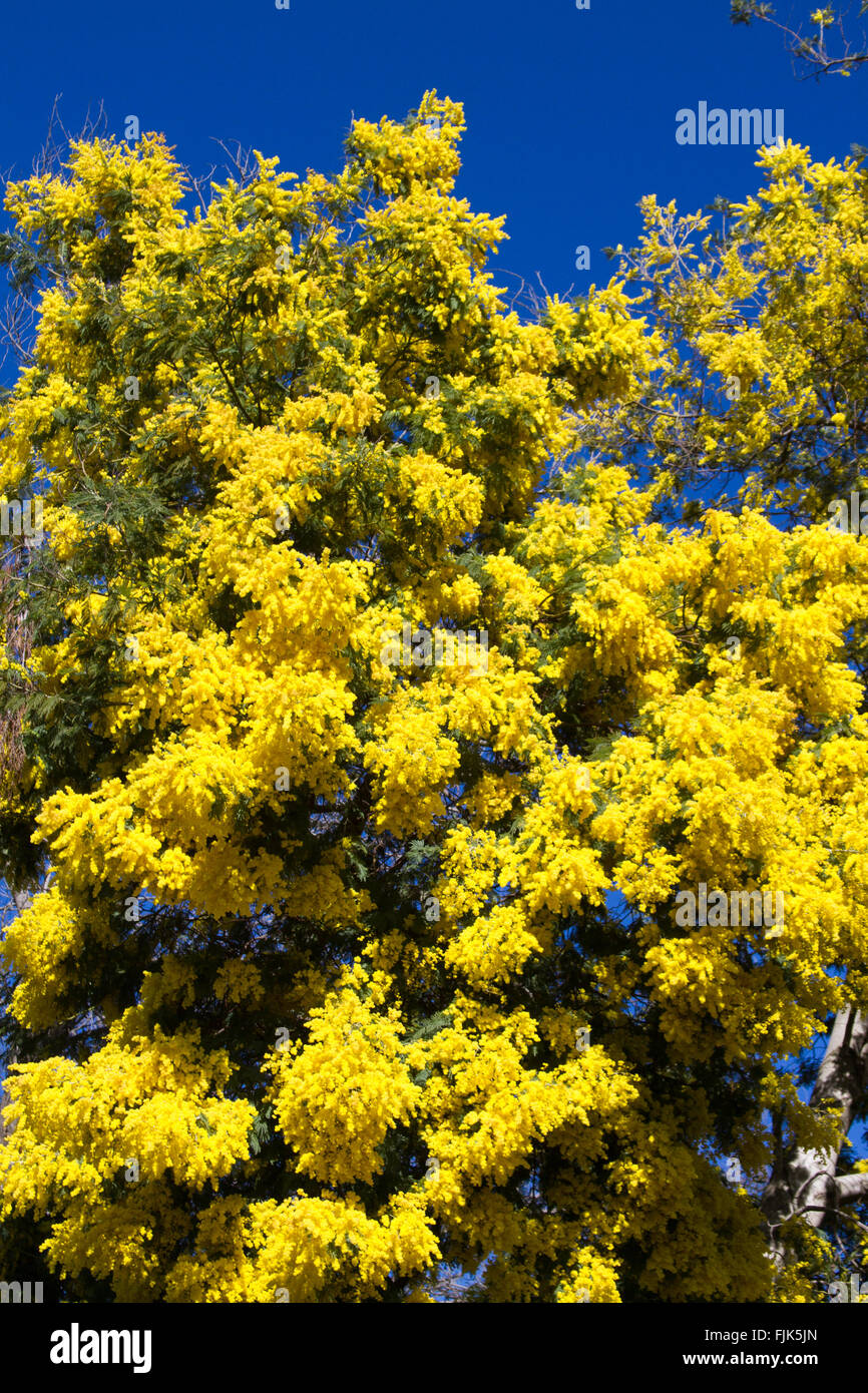 France grown plants hi-res stock photography and images - Alamy