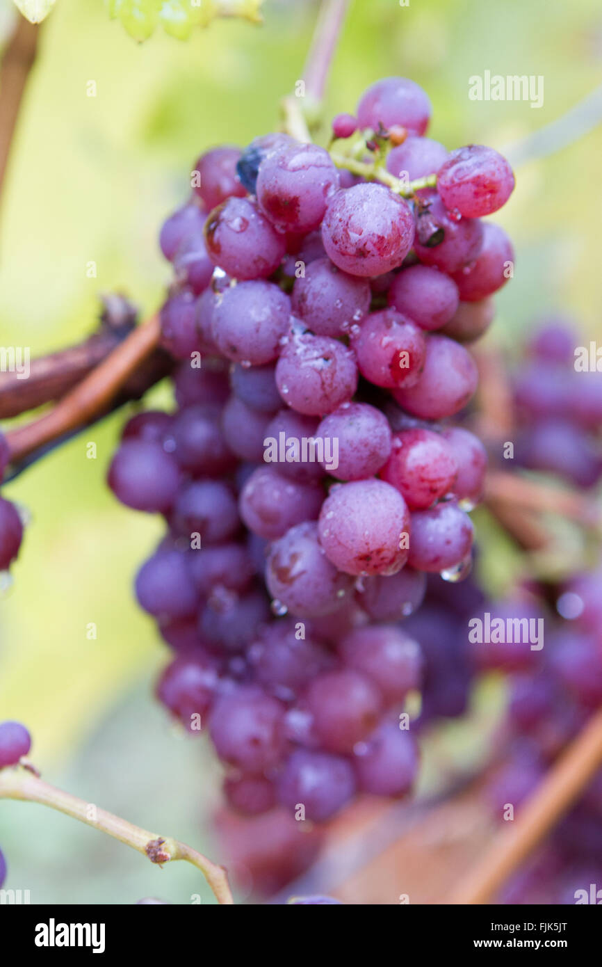 Gewurztraminer grapes hi-res stock photography and images - Alamy