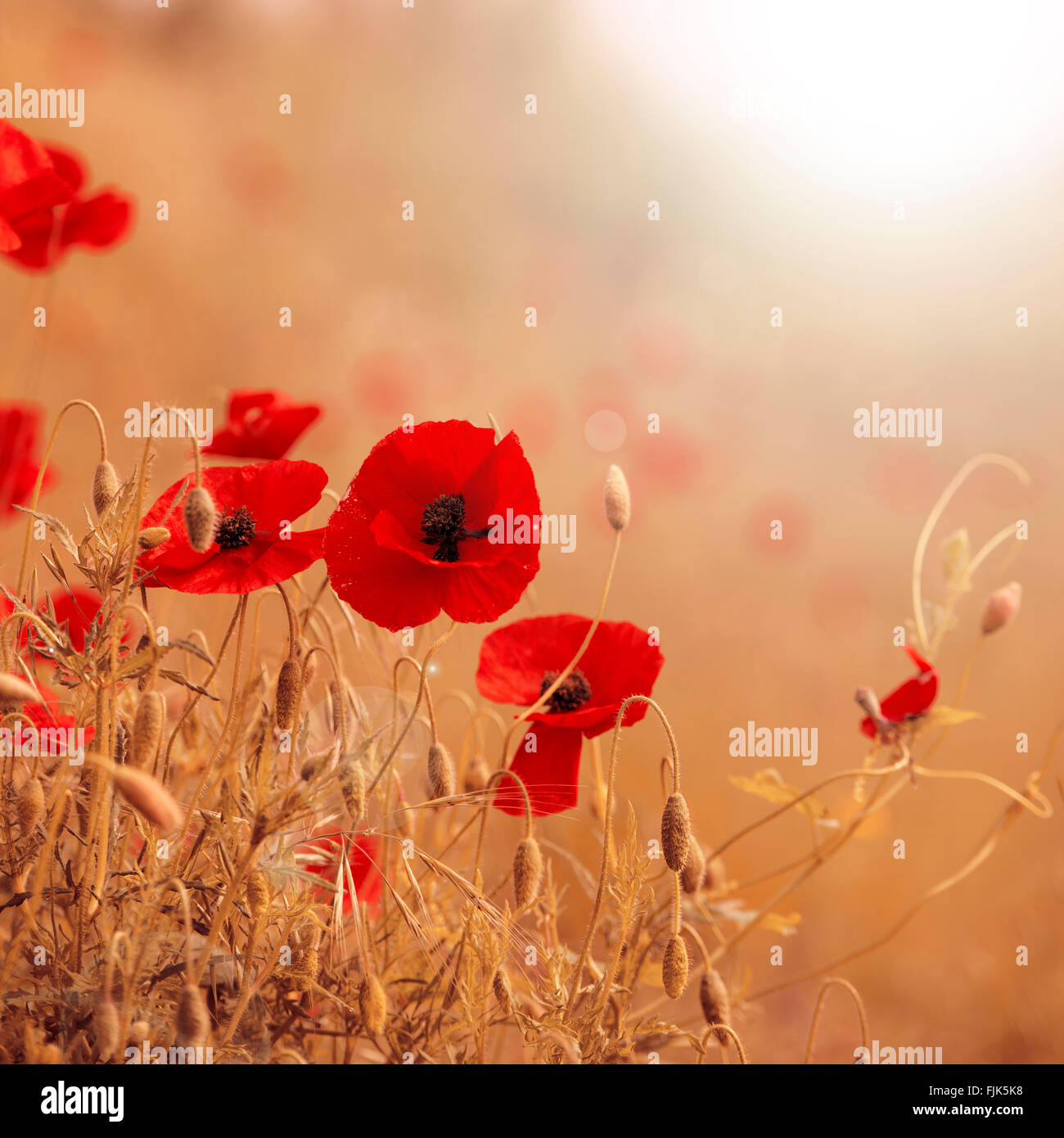 Poppies wildflowers nature hi-res stock photography and images - Alamy