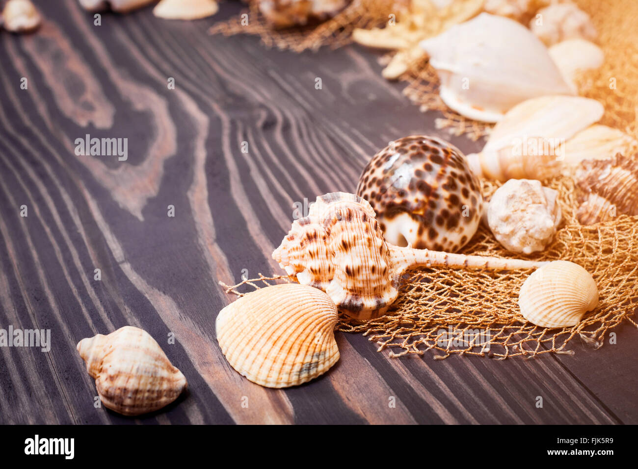 Sea shells on a dark old plank background Stock Photo - Alamy