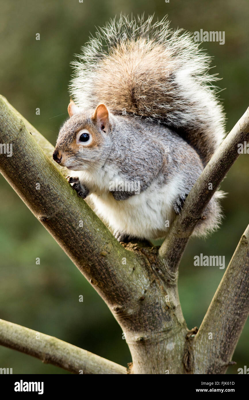 Eastern grey squirrel (Sciurus carolinensis) - Beacon Hill Park ...