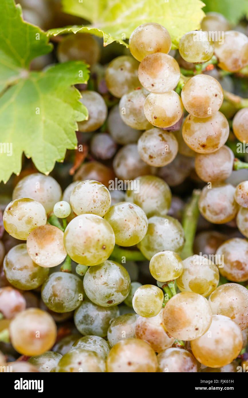 American grapes hi-res stock photography and images - Alamy