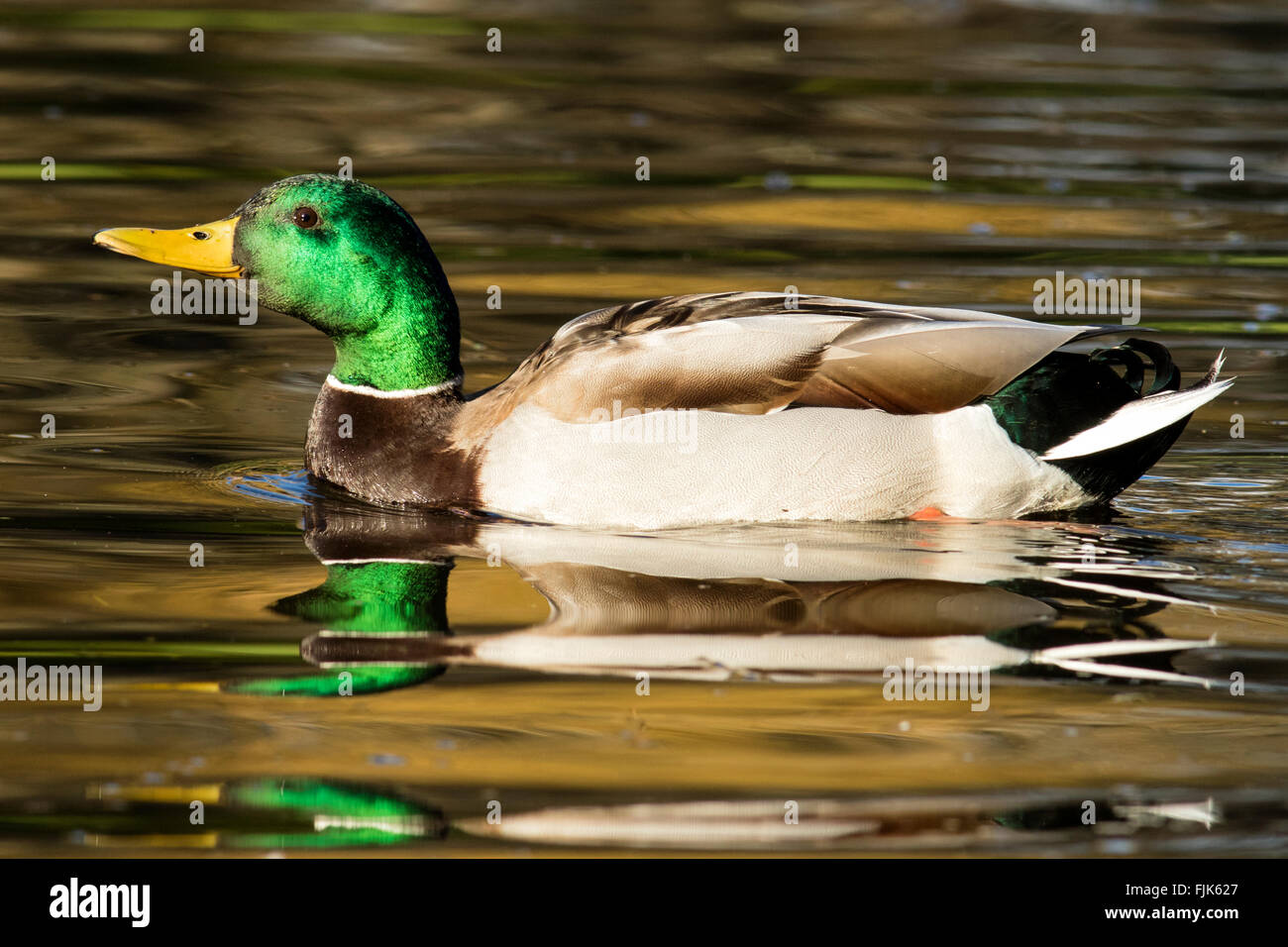 Mallard Duck (male) - Beacon Hill Park, Victoria, Vancouver Island ...