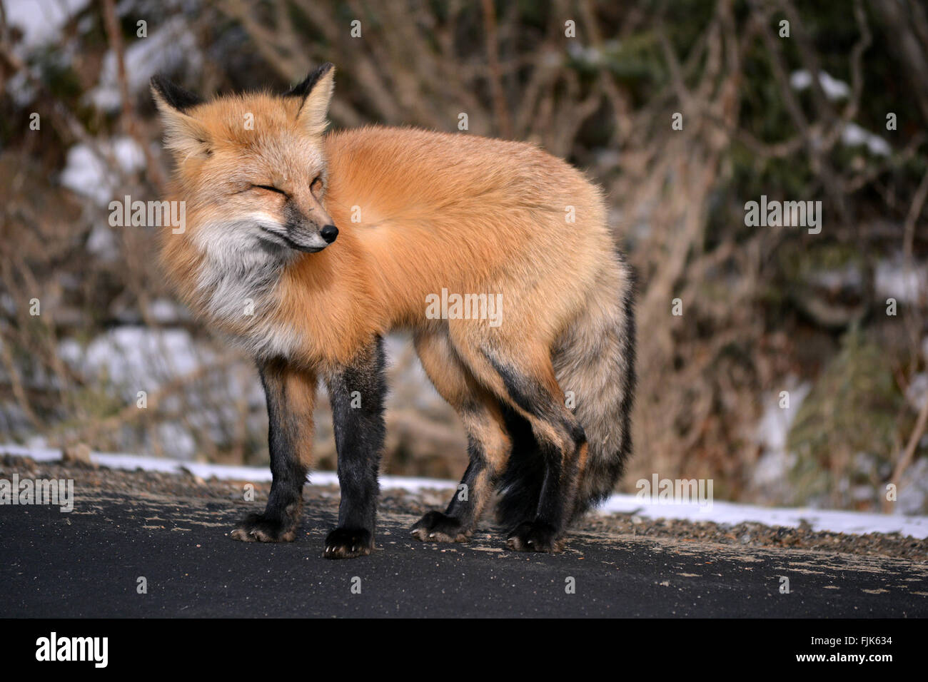 Red Fox on a Windy Day on Pavement Stock Photo - Alamy