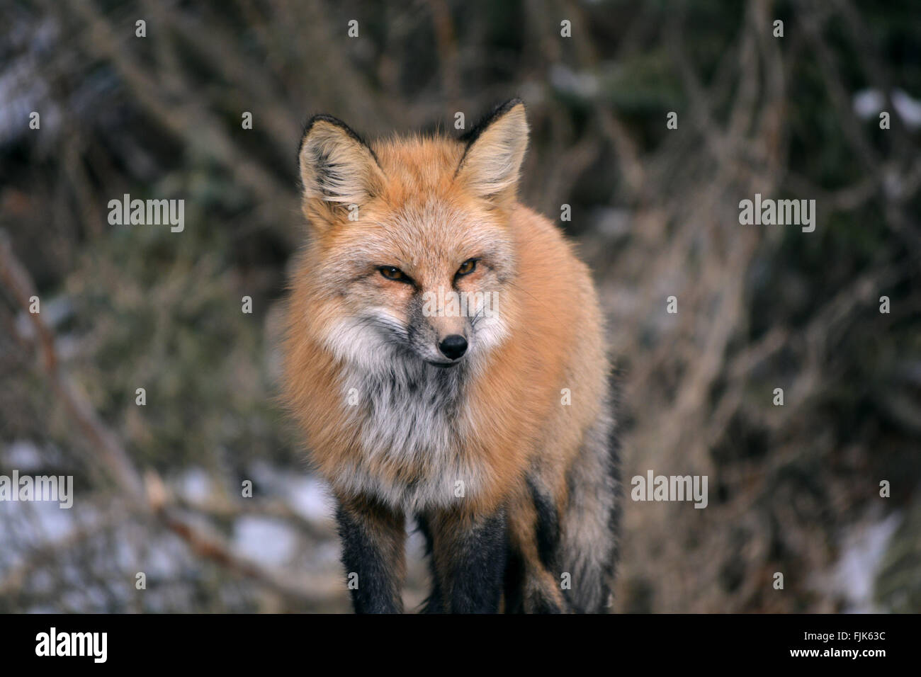 Snowy red fox hi-res stock photography and images - Alamy