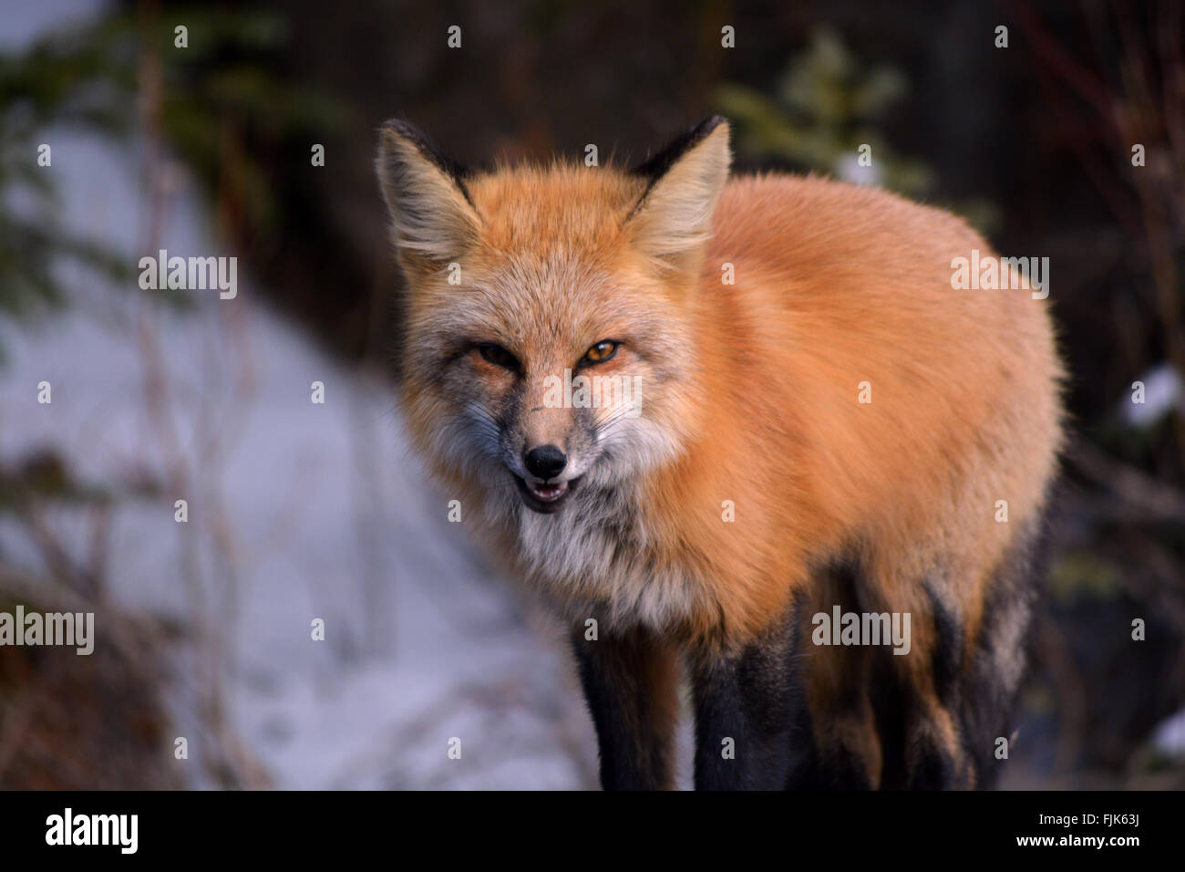 Aggressive Red Fox Showing Teeth Stock Photo - Alamy
