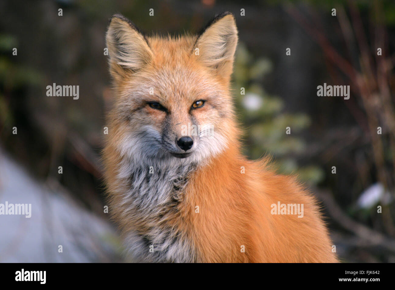 Red Fox on a Snowy Windy Day Stock Photo - Alamy
