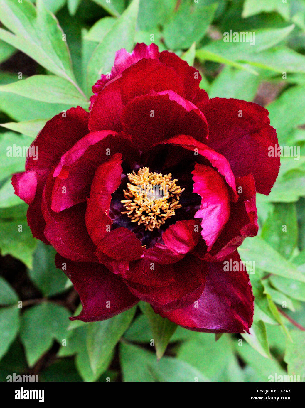 Close-up of beautiful red tree peony Paeonia suffruticosa flower in ...