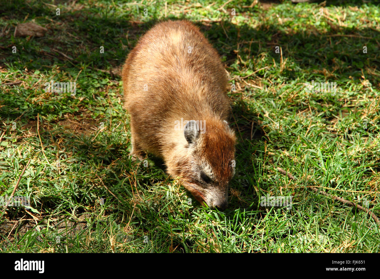 Rock hyrax feeding hi-res stock photography and images - Alamy