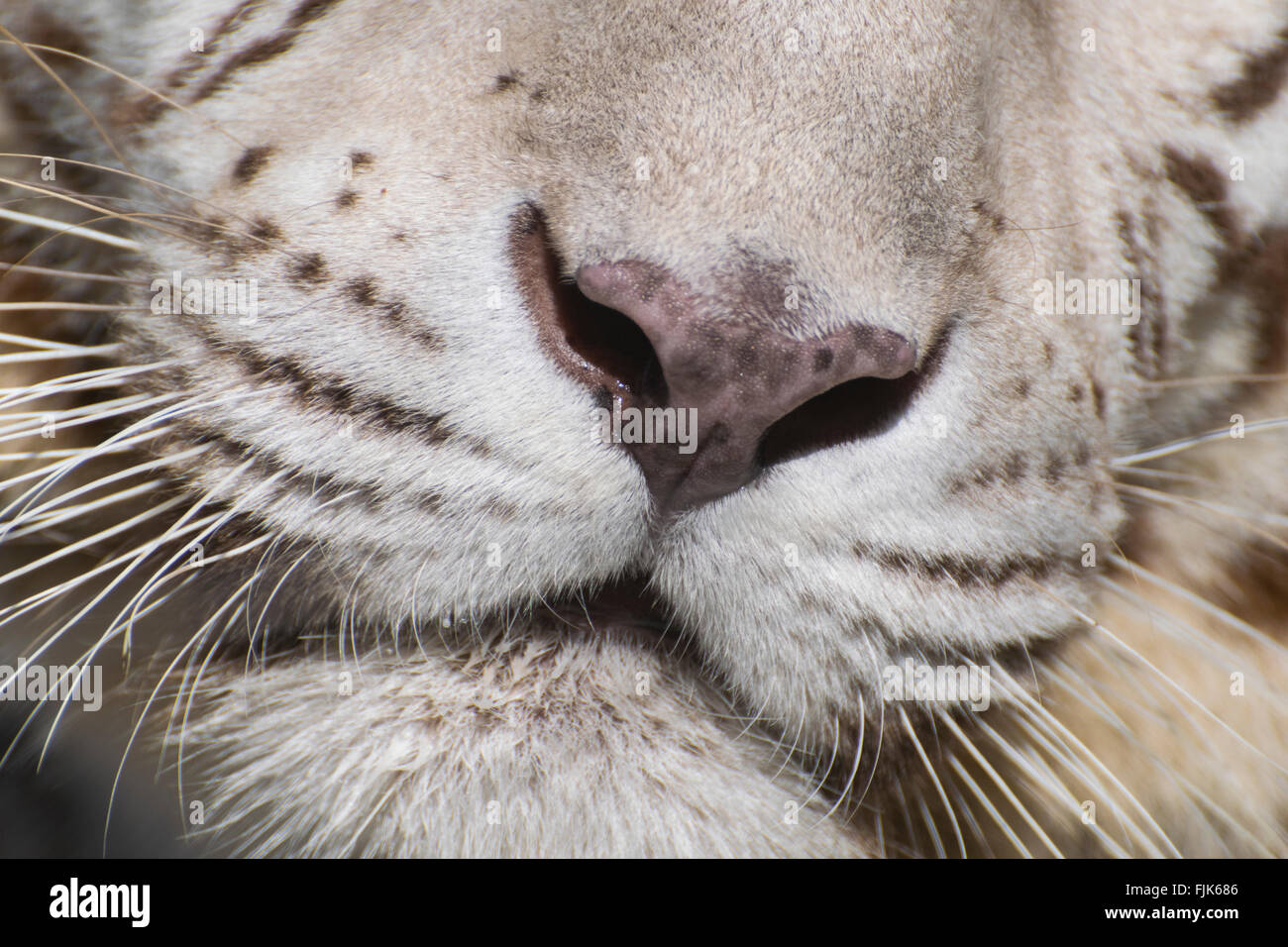Tiger nose hi-res stock photography and images - Alamy