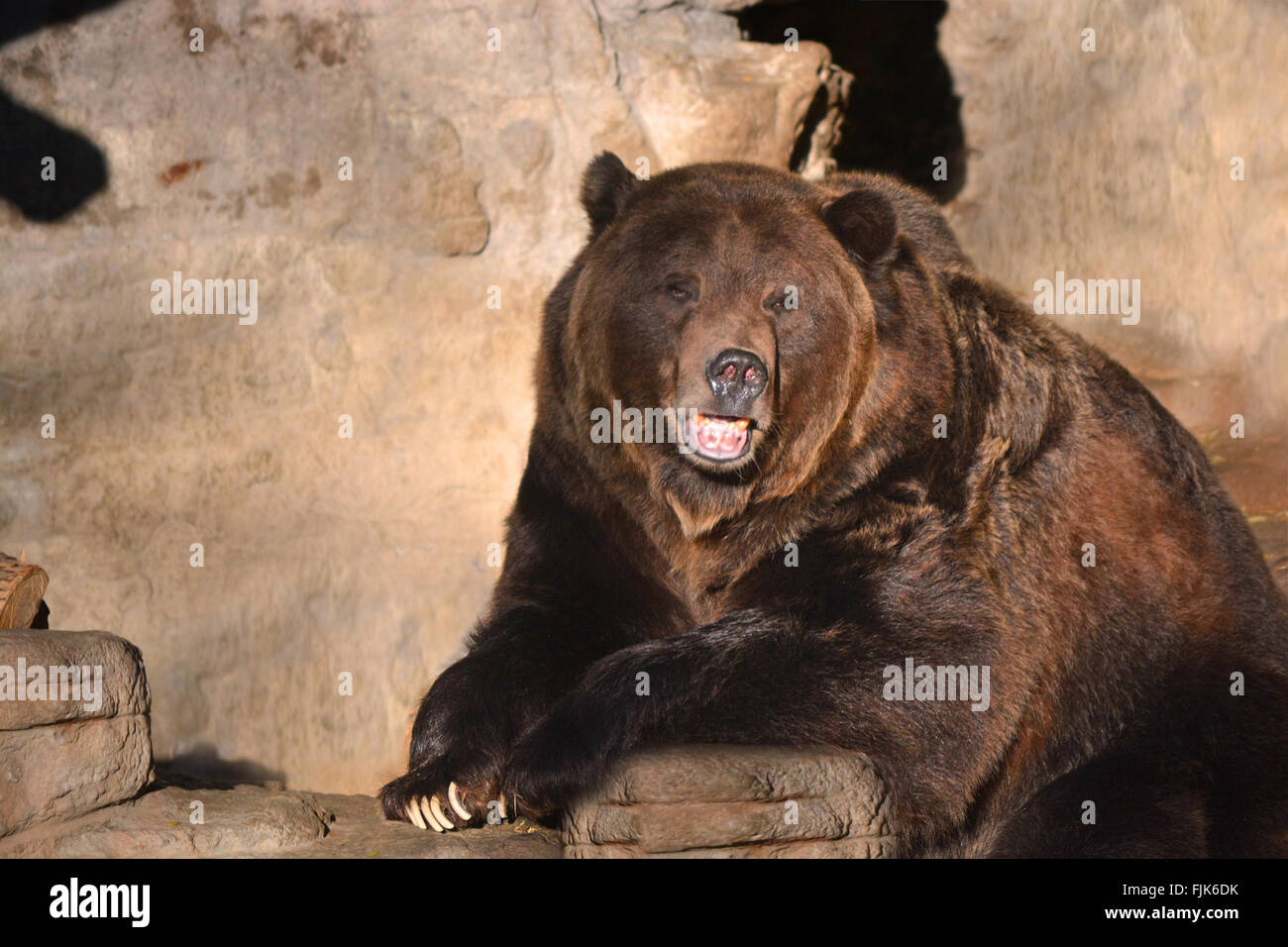 Brown bear sitting on rock hi-res stock photography and images - Alamy