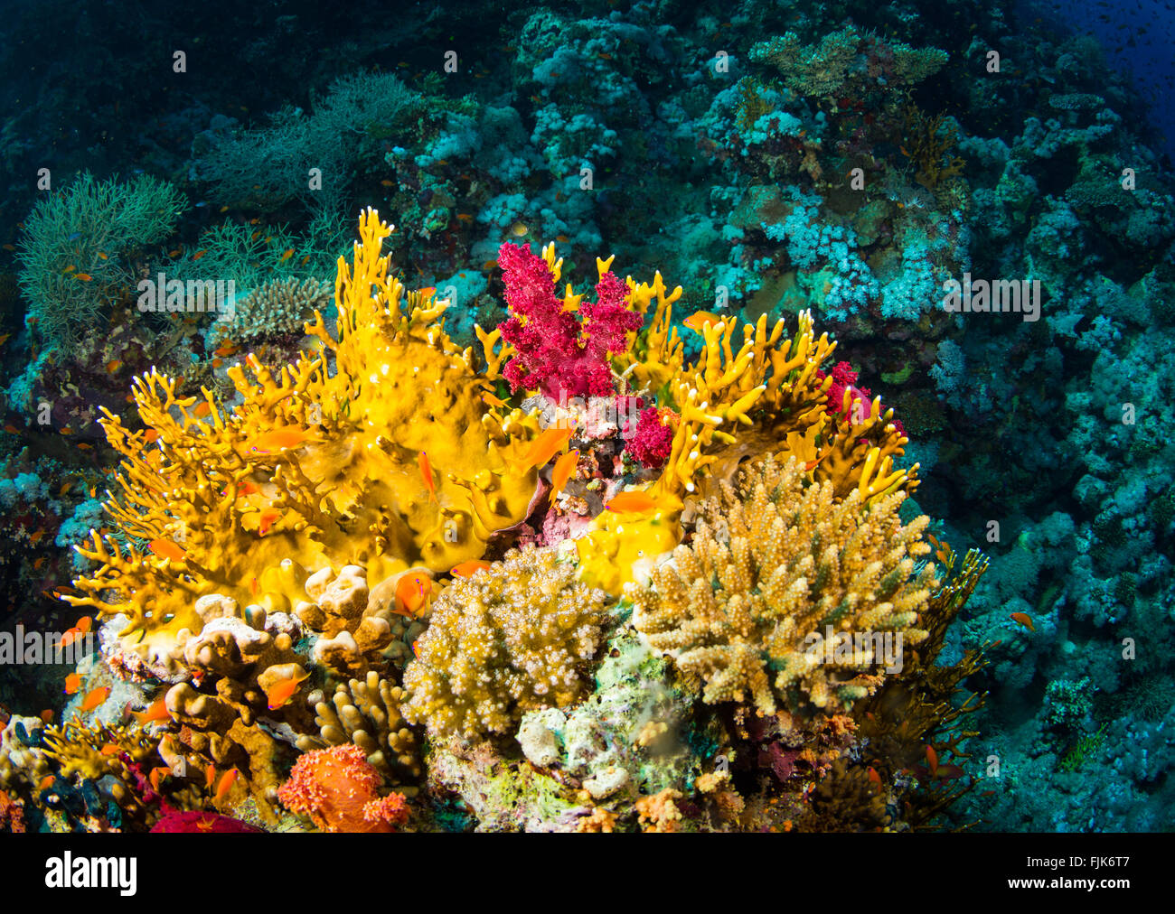 Beautiful coral garden in Red Sea Stock Photo - Alamy