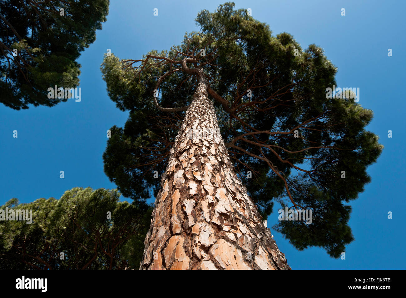 Trunk and branches of Stone Pine (Pinus pinea). It is native to the ...