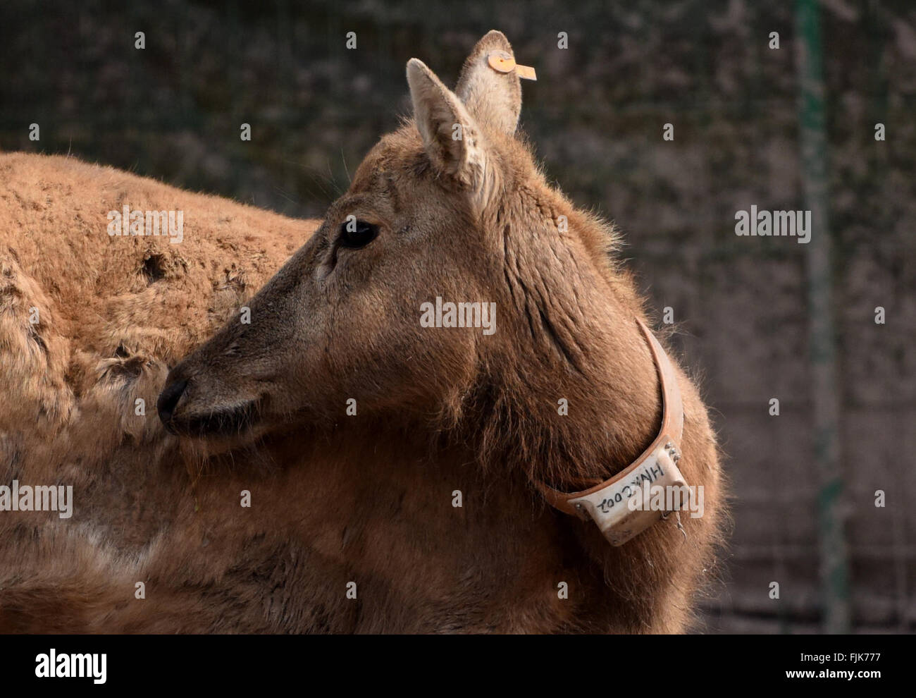 Yueyang, China's Hunan Province. 2nd Mar, 2016. A moose wears a ...