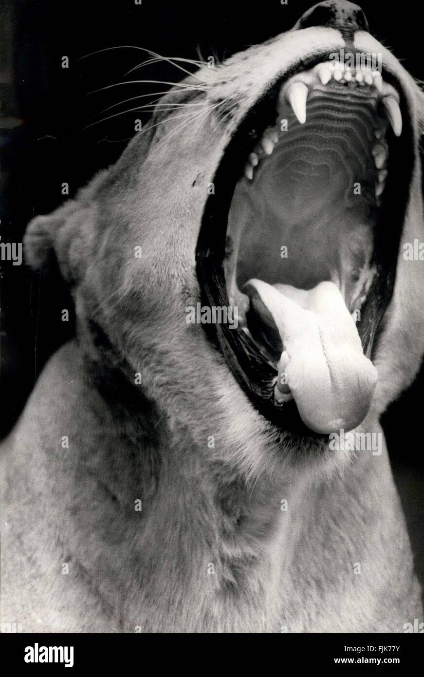 1965 - Even The Lion Is Bored With The Rain: Photo shows Augusta, a ...