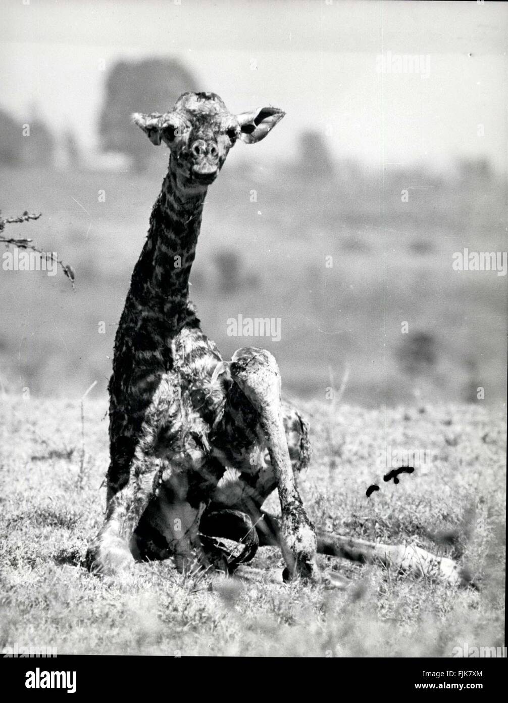 New born giraffe hi-res stock photography and images - Alamy