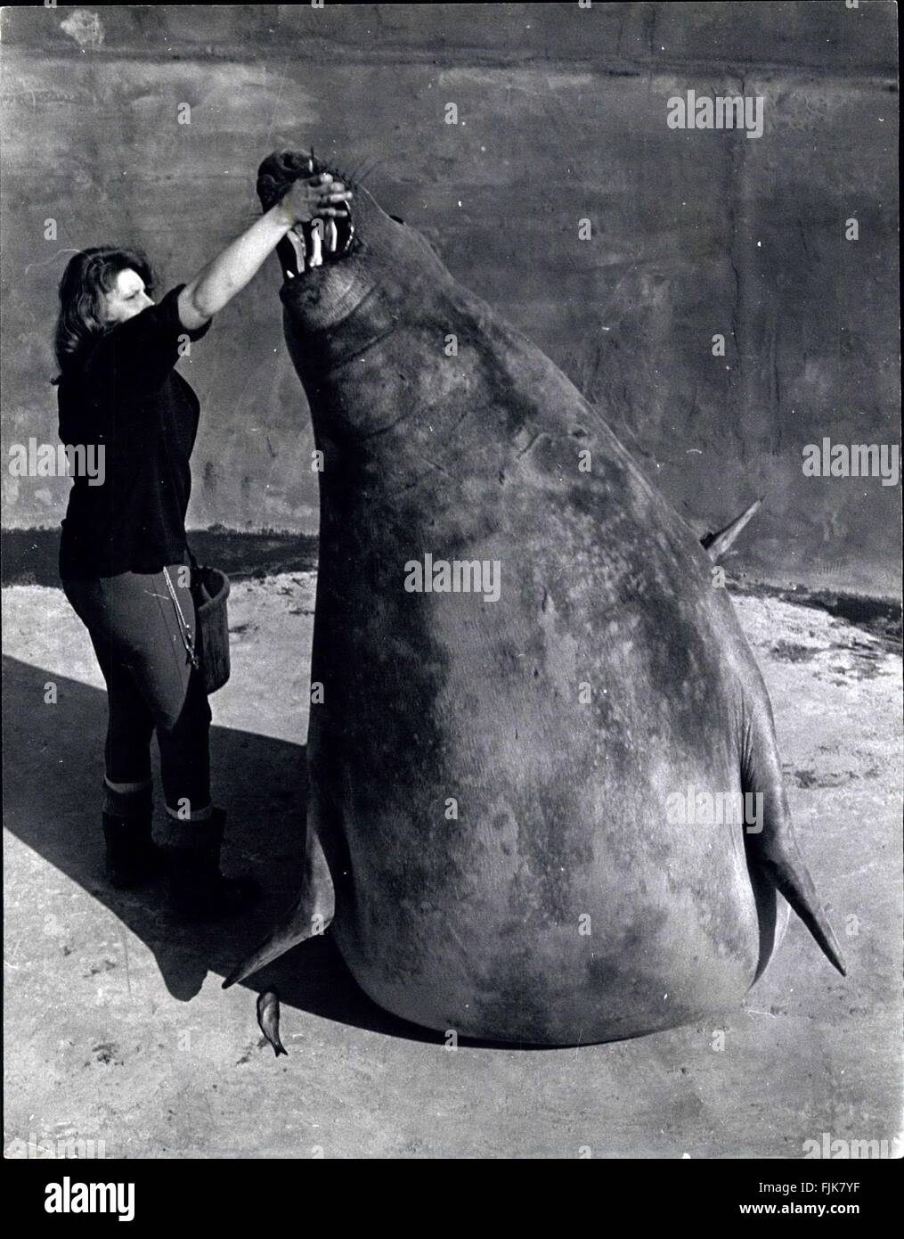 1965 - 18 year old Beth Reed is keeper of mammals at Cleethorpes Zoo ...
