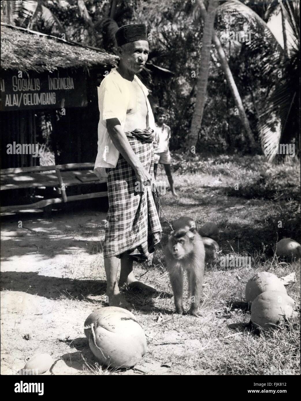 1956 - The monkey and her master with some of the coconuts she has ...
