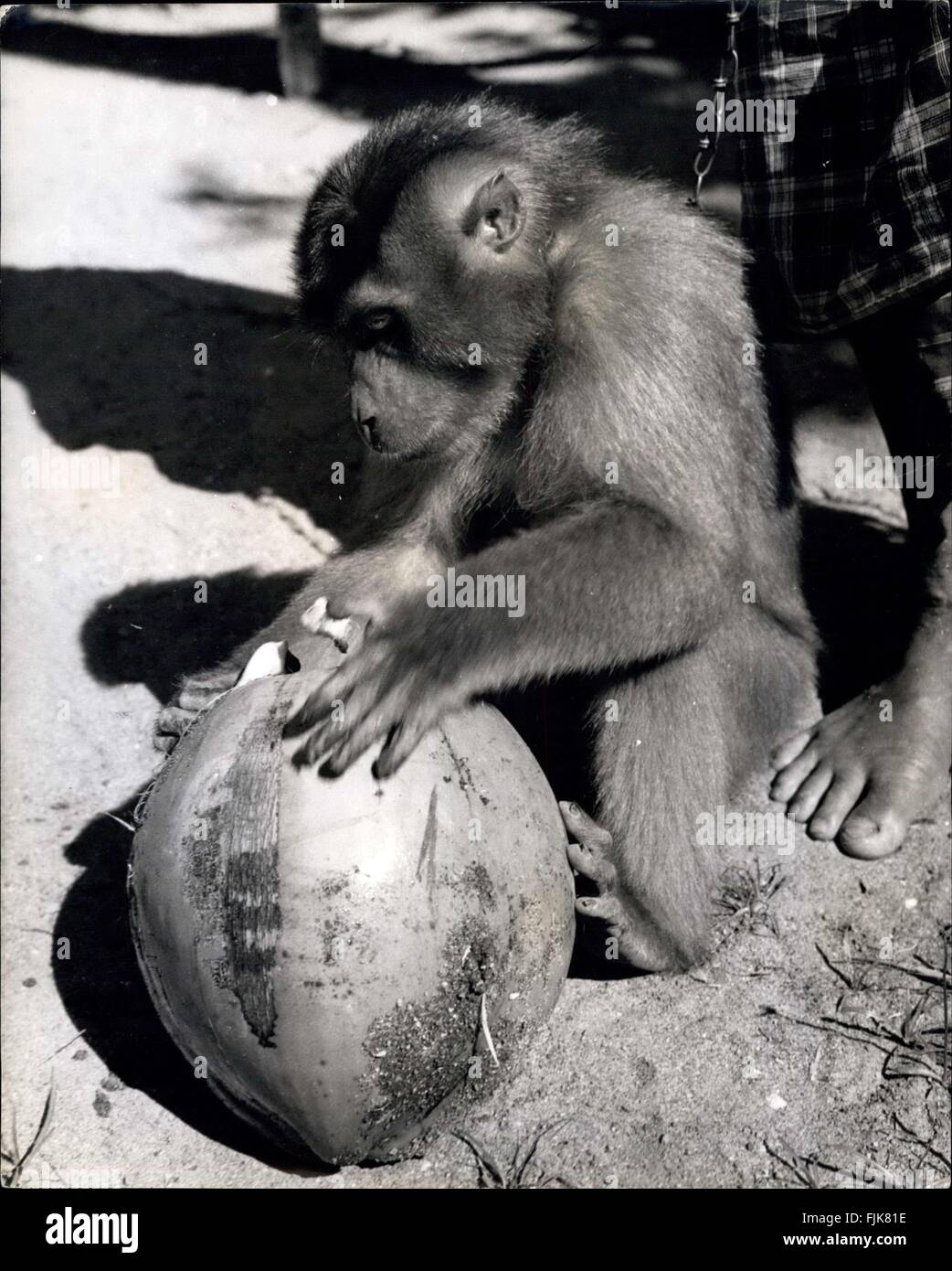 1956 - Back on the ground the monkey inspects one of the nuts she has ...