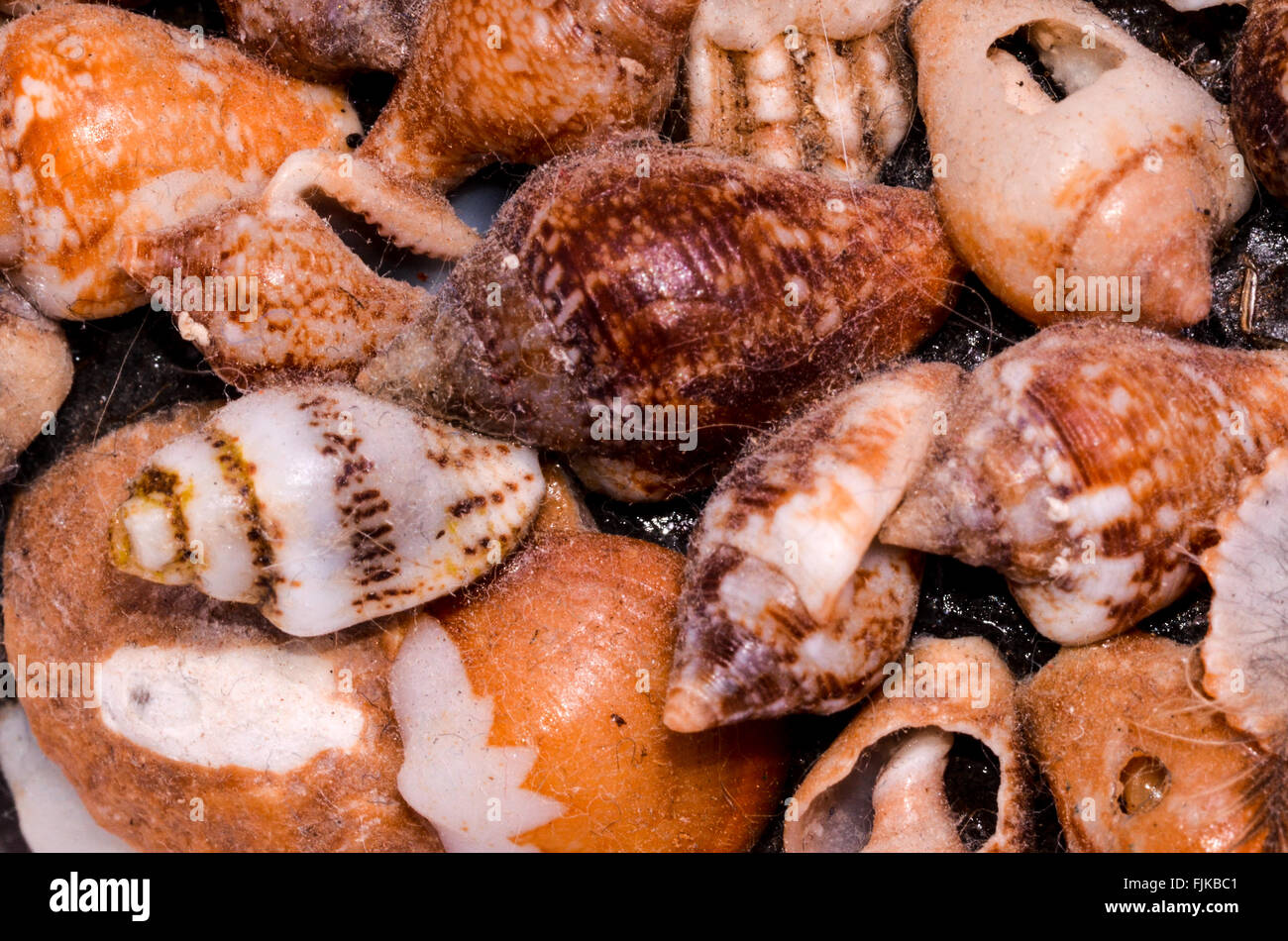 Background of sea shells Stock Photo - Alamy