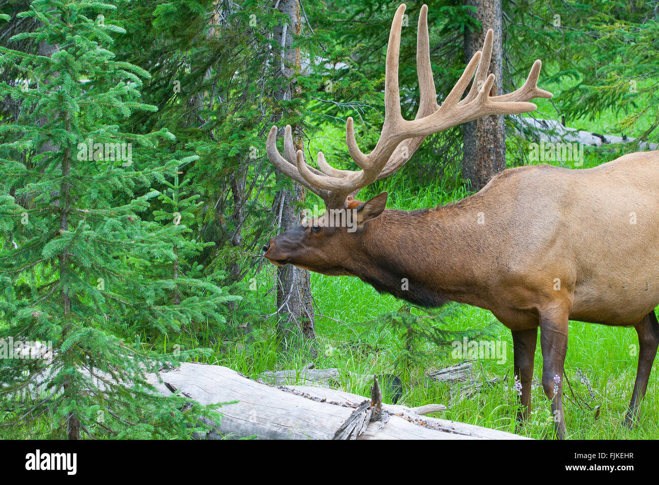 Large bull elk standing in a meadow in the woods in Yellowstone ...