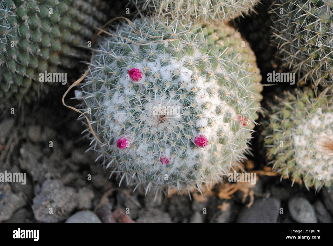 Cactus Garden, Chandigarh, India Stock Photo - Alamy
