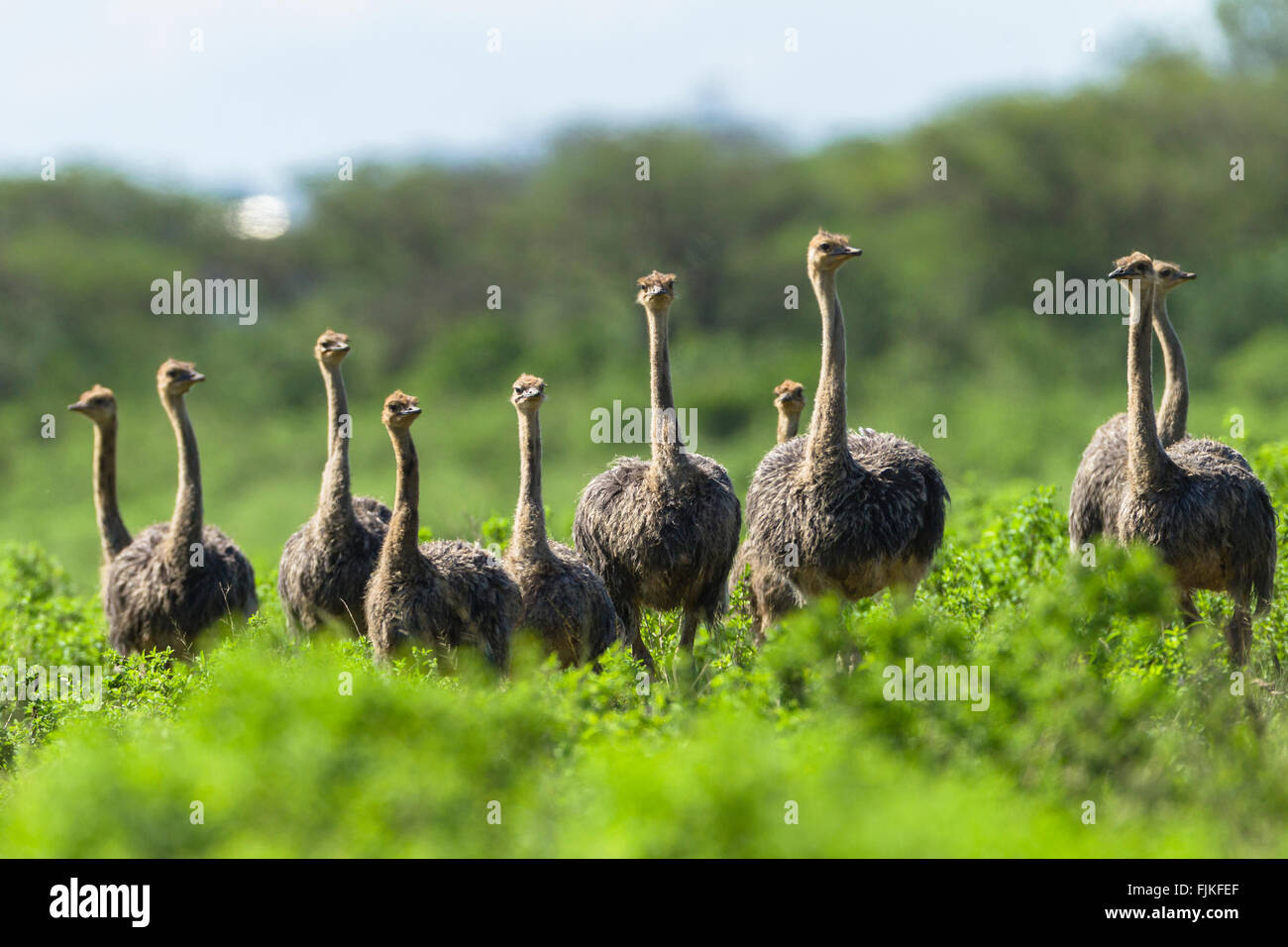 Ostrich birds flock wilderness wildlife park reserve Stock Photo - Alamy