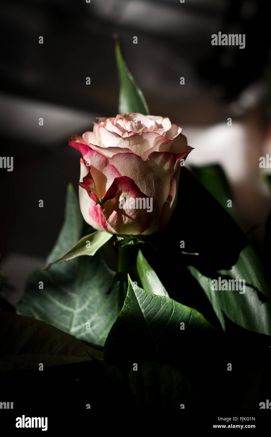 a beautiful bouquet of roses brightens your best day Stock Photo - Alamy