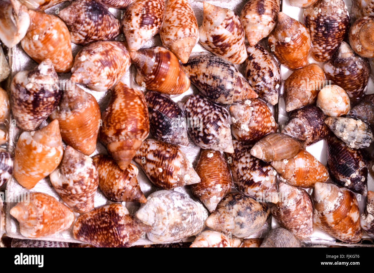 Background of sea shells Stock Photo - Alamy