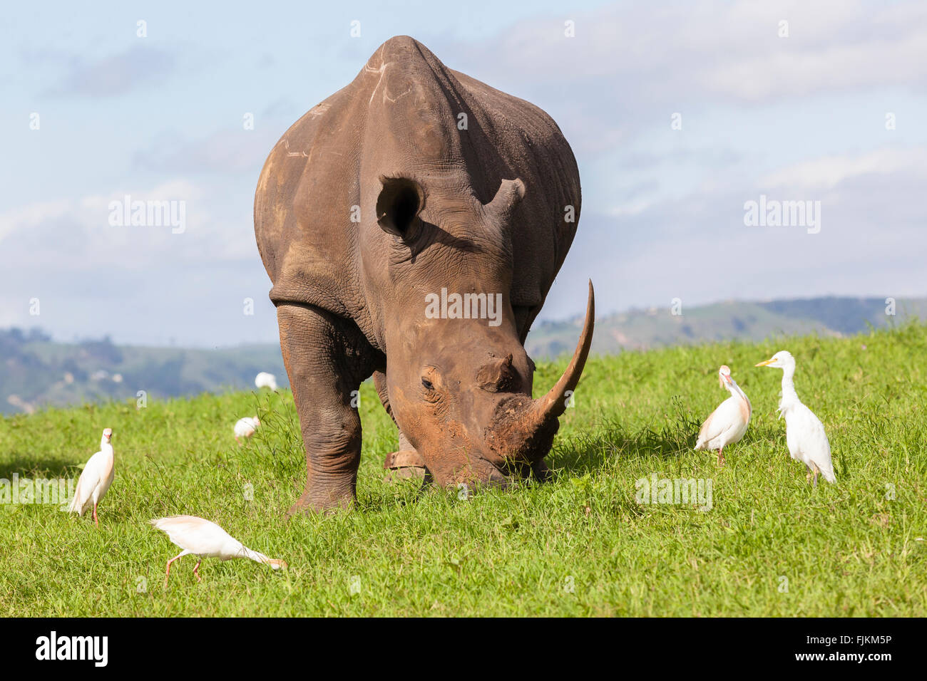 Rhino wildlife animal closeup photo of horn birds details Stock Photo ...