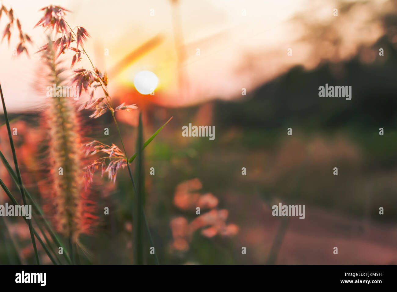Romantic twilight nature view of grass flower and sunset background in ...