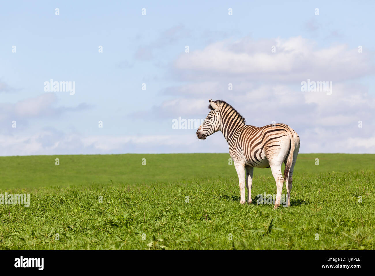 Zebra animal on summer wildlife wilderness park landscape Stock Photo ...