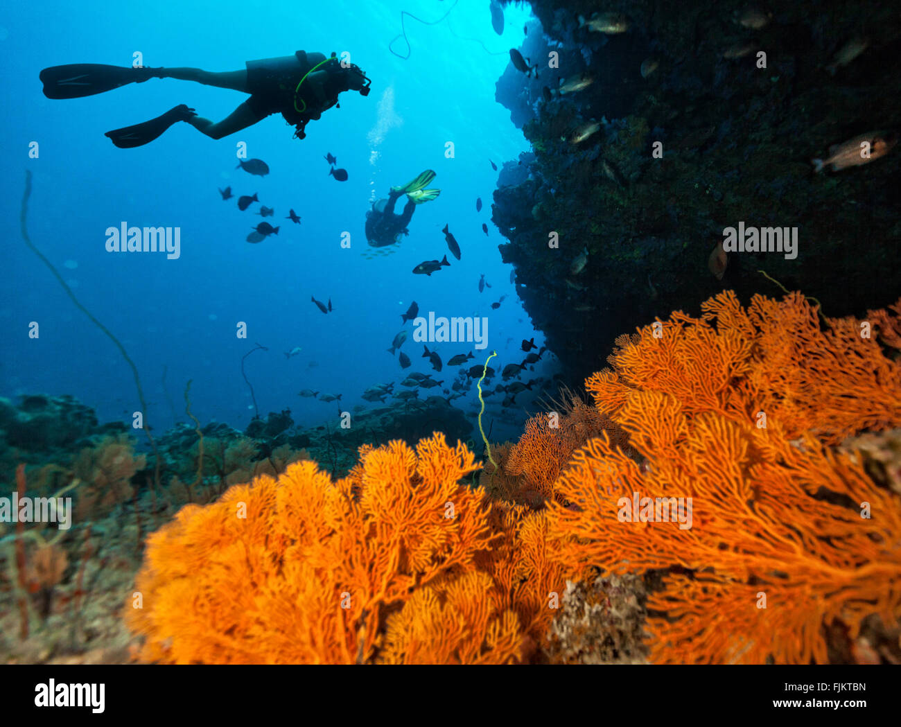 Scuba divers explore a coral reef Stock Photo - Alamy