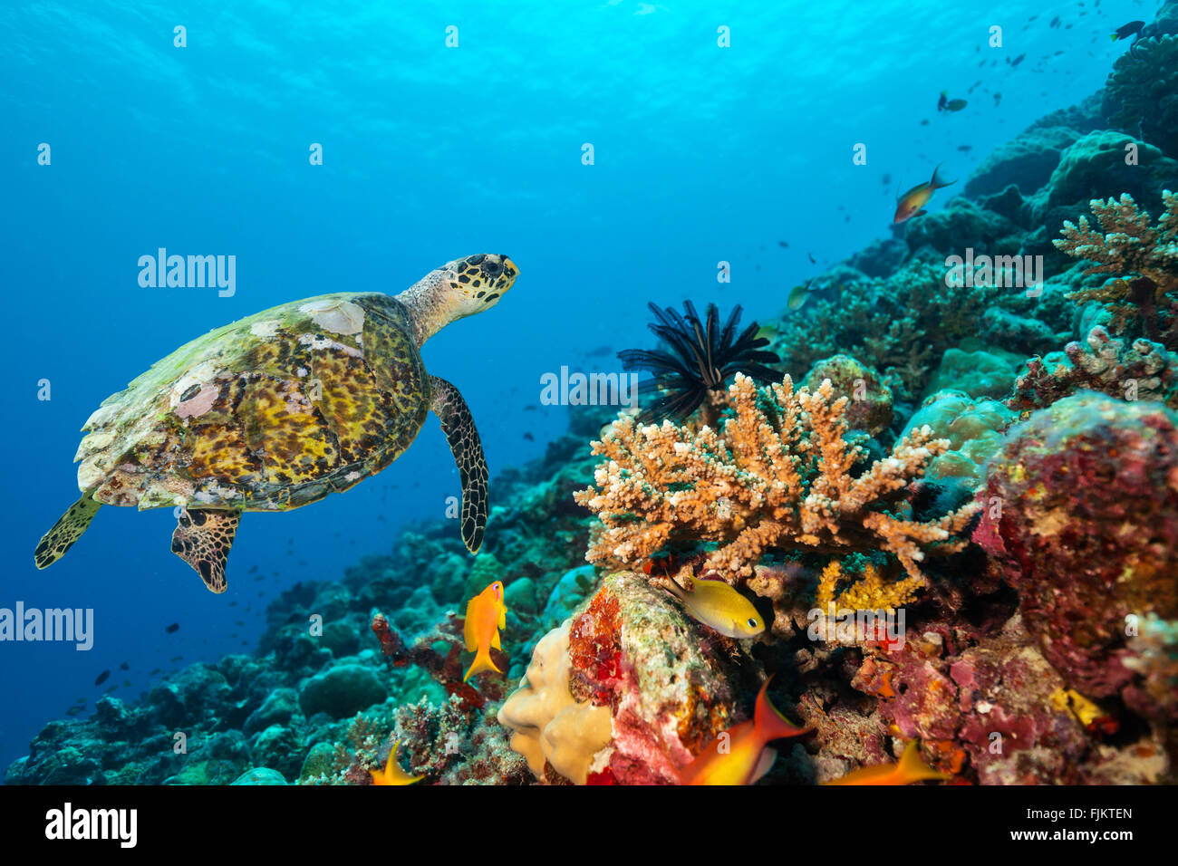 Coral reef with turtle Stock Photo - Alamy