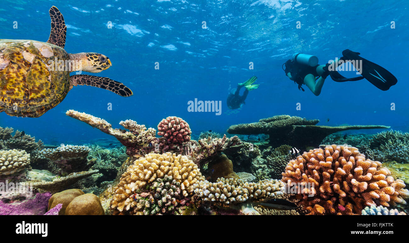 Scuba divers explore a coral reef Stock Photo - Alamy