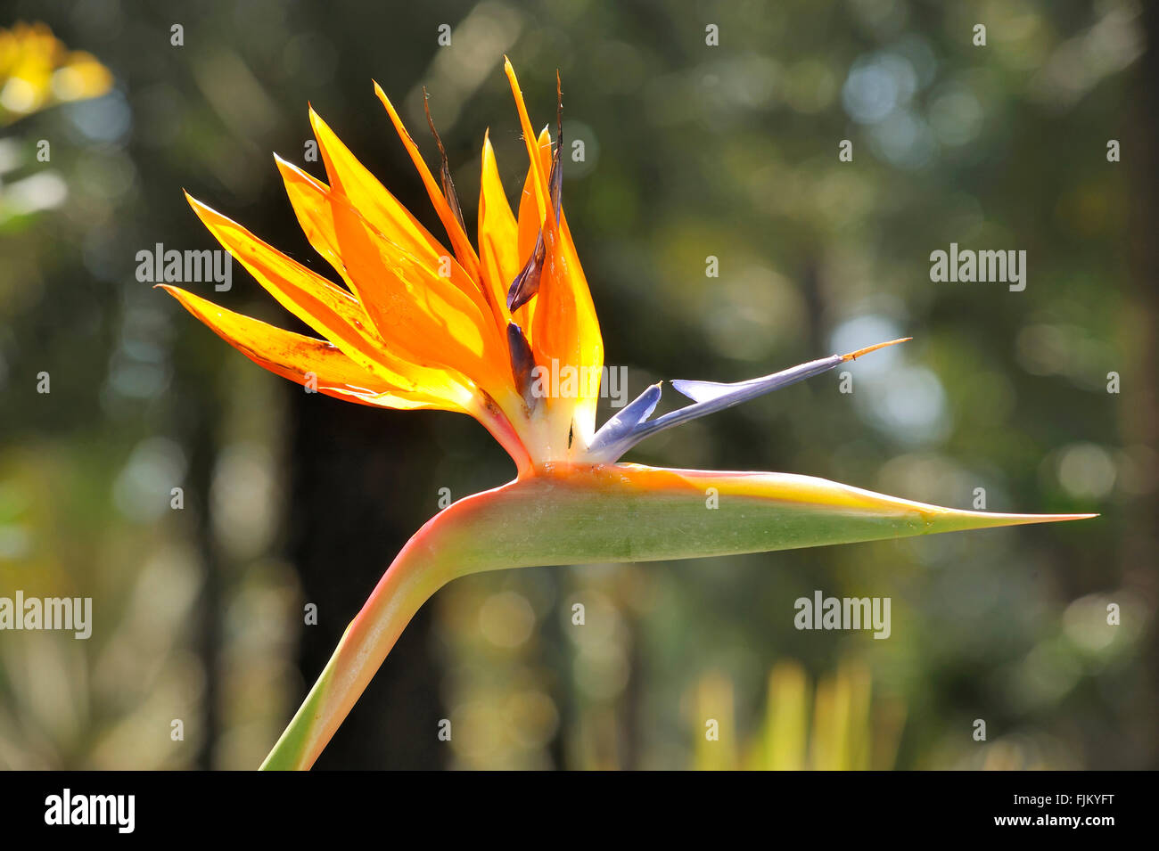 strelitzia reginae in a botanical garden Stock Photo - Alamy