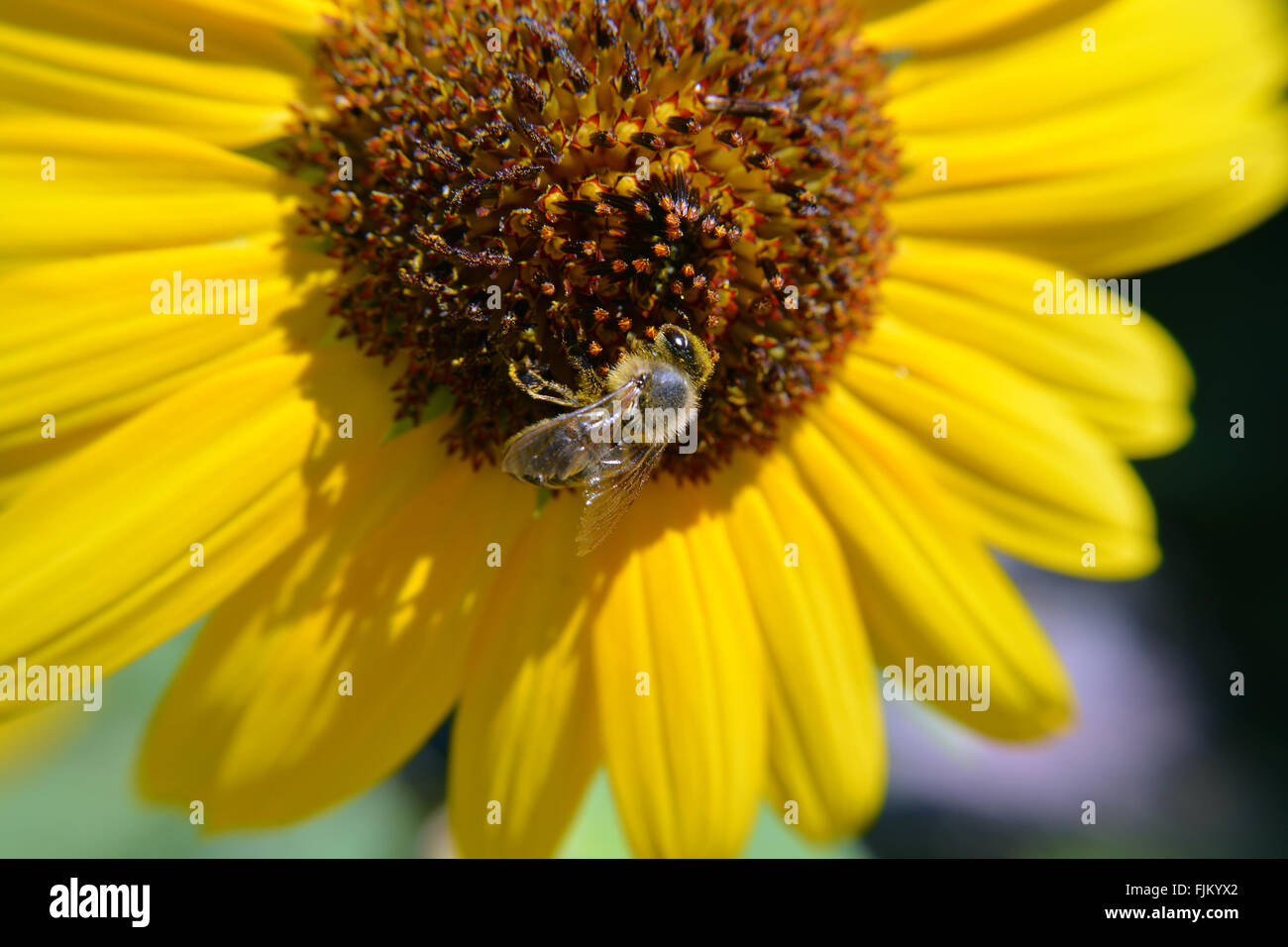 A Honeybee Pollinates a Sunflower Stock Photo - Alamy