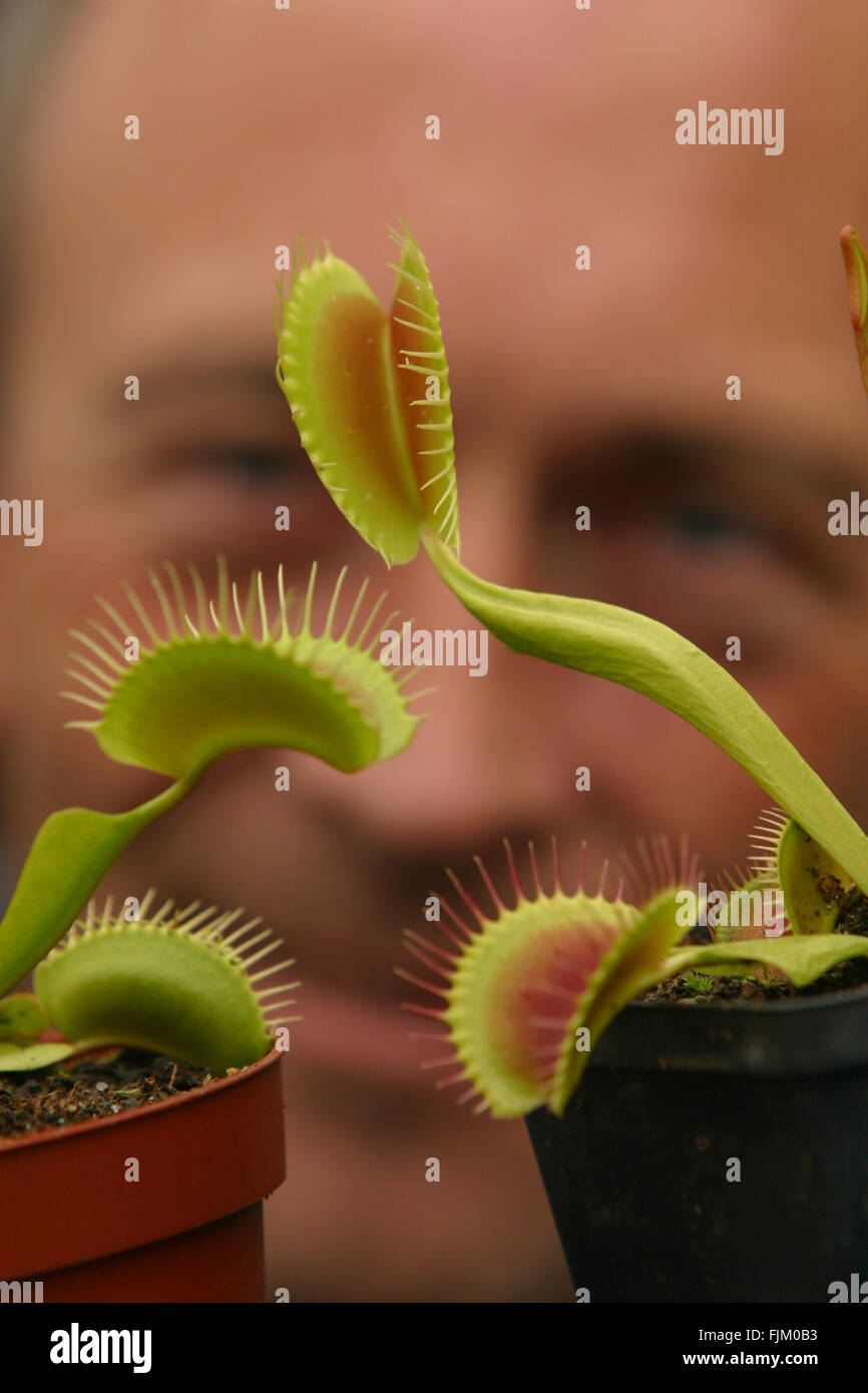 Venus Flytrap plant Stock Photo - Alamy