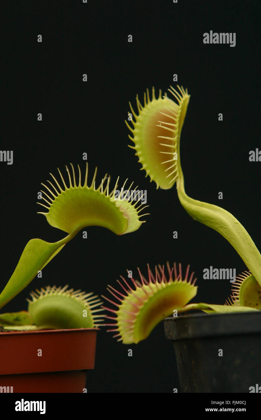 Venus Flytrap plant Stock Photo - Alamy
