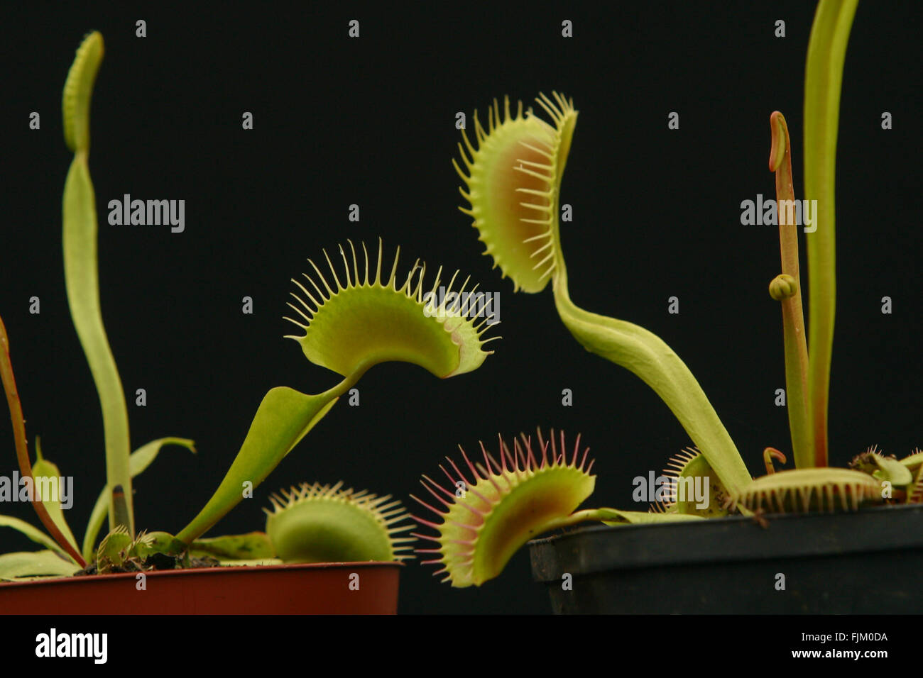 Venus Flytrap plant Stock Photo - Alamy